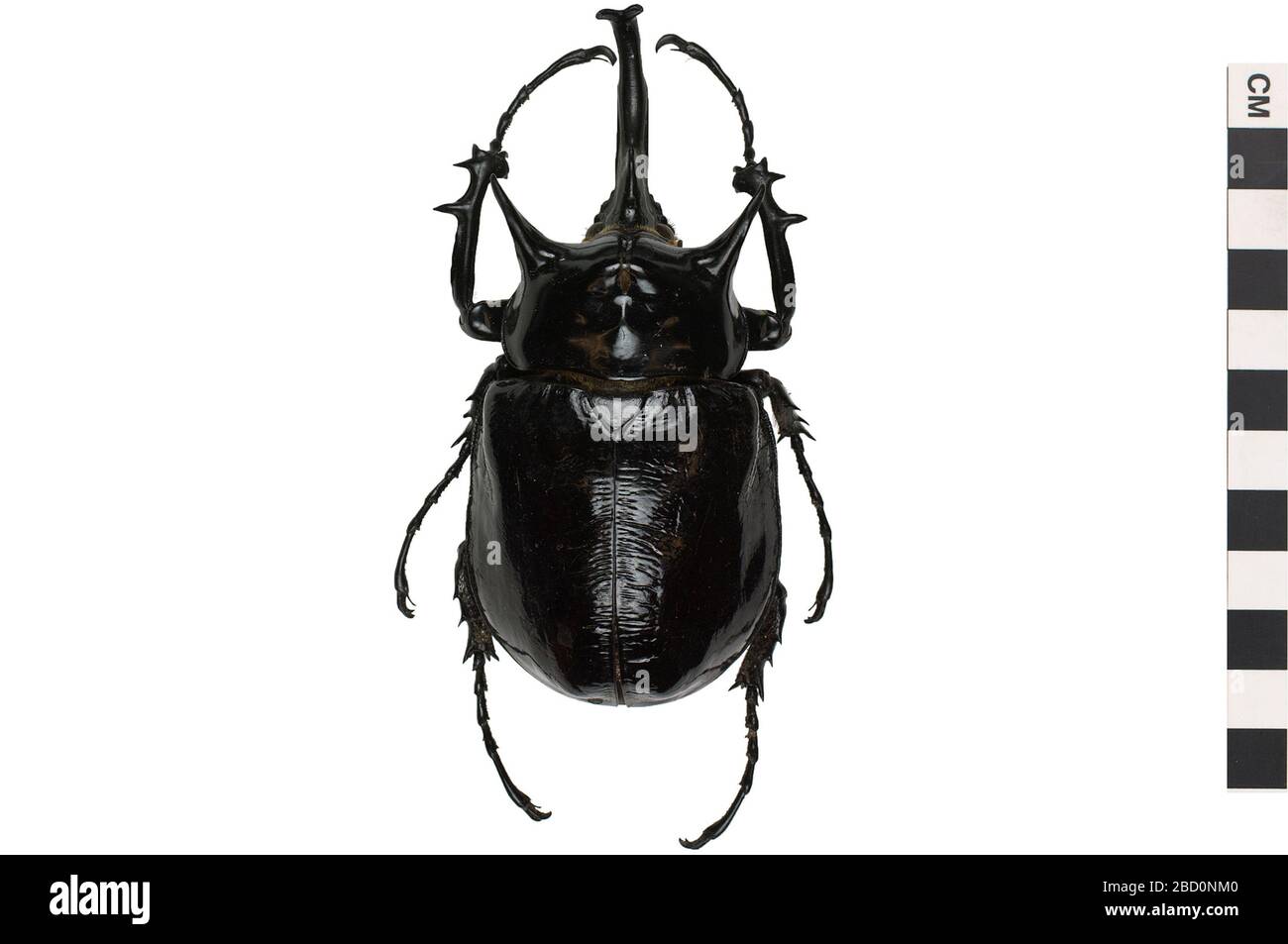 Atlas beetle hi-res stock photography and images - Alamy