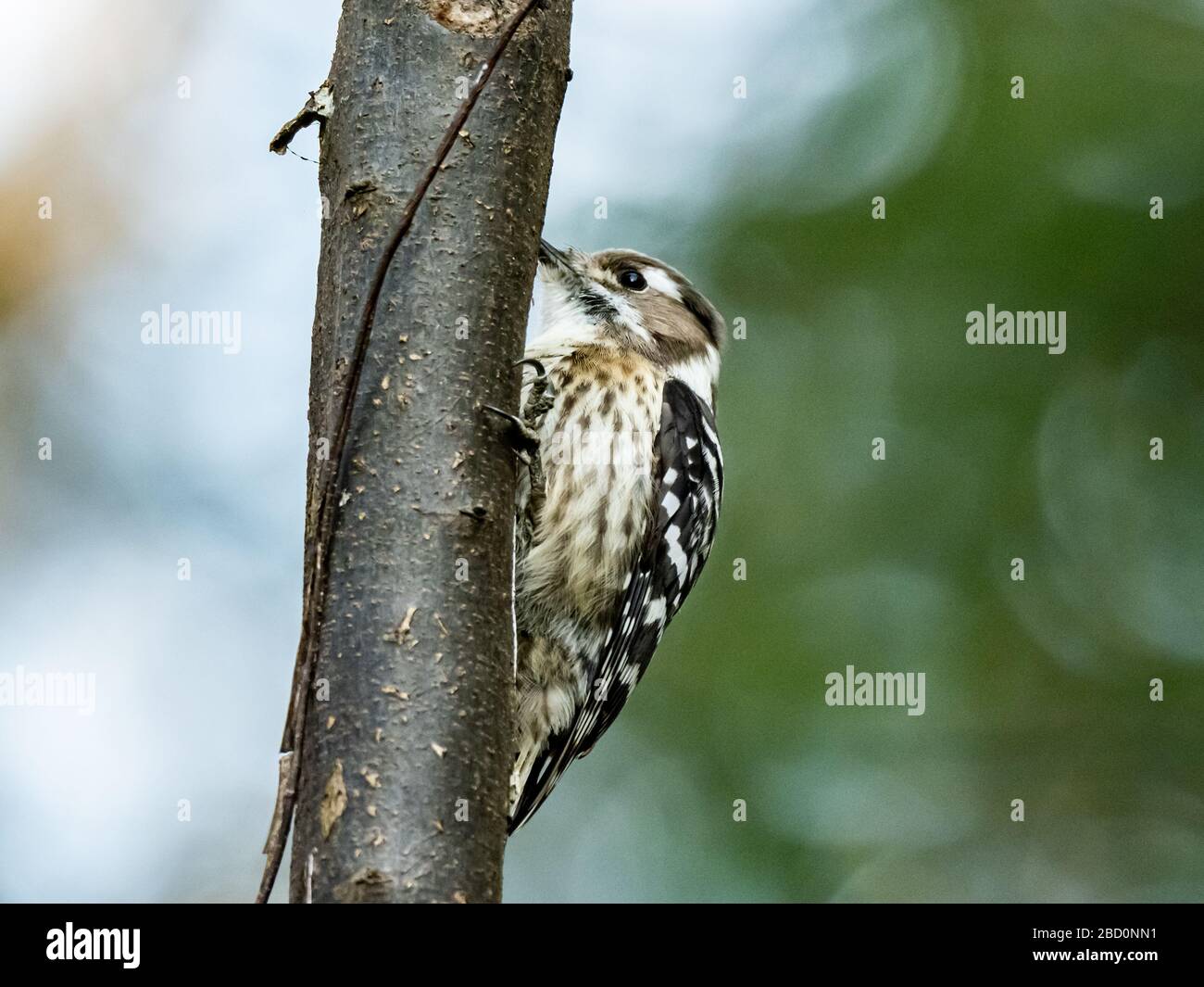 A Japanese pygmy woodpecker, Yungipicus kizuki, perches on the trunk on ...