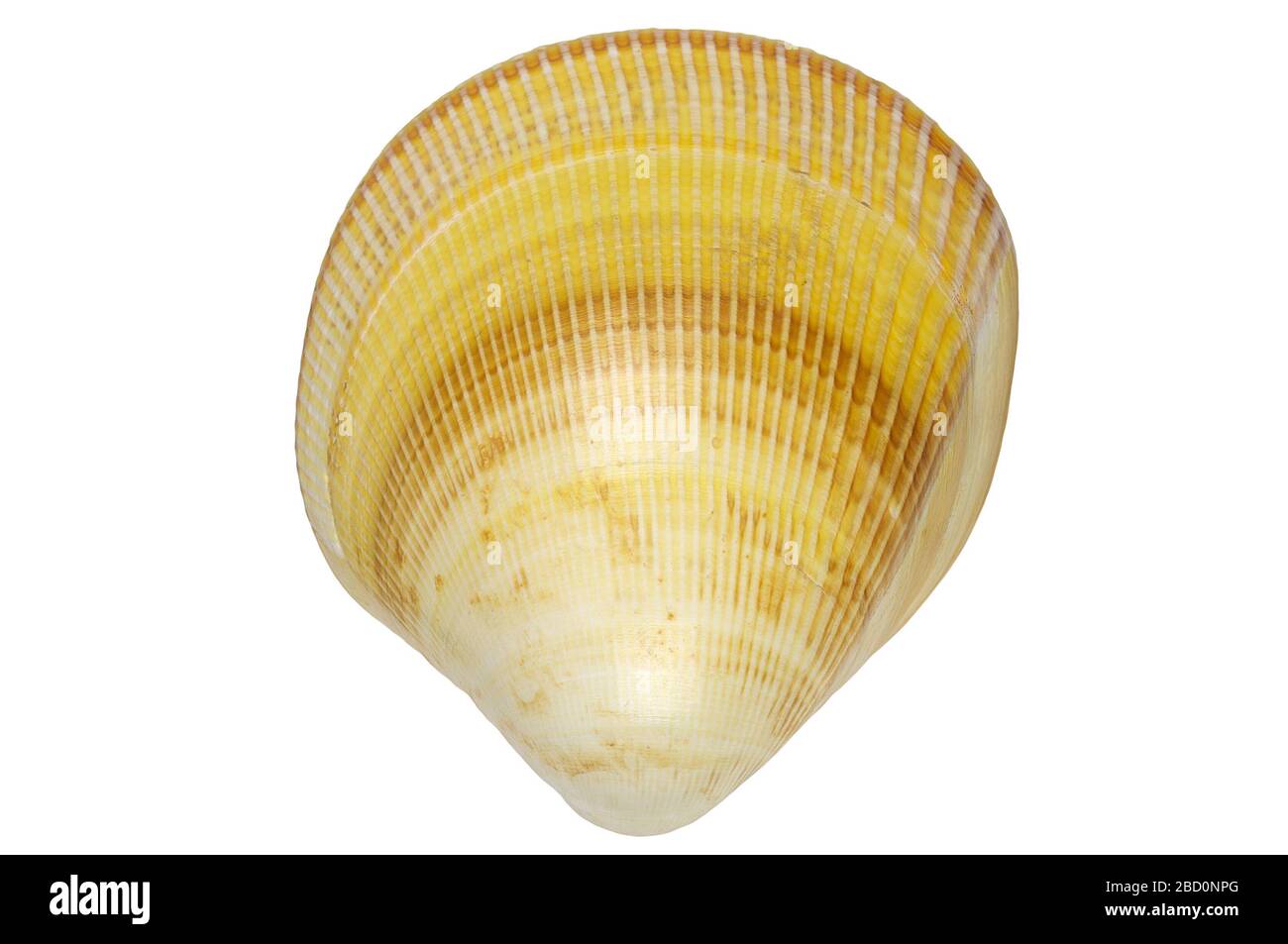 Giant Eggcockle. EO 400124 Giant Egg Cockle Laevicardium elatum Mask ...