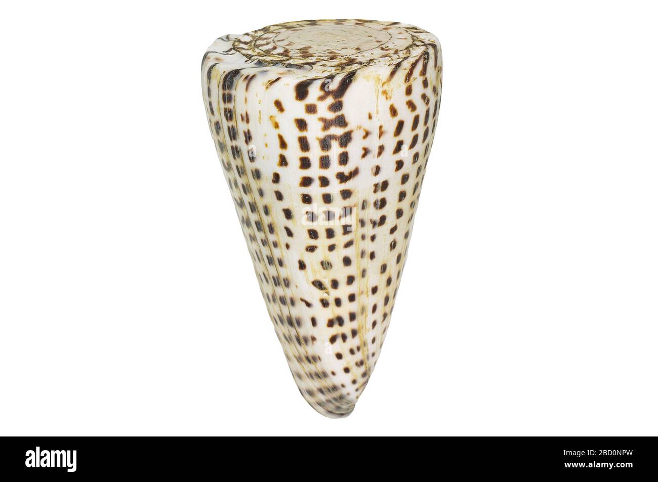 Lettered Cone. EO 400128 Lettered Cone Conus litteratus Mask.jpg Stock ...