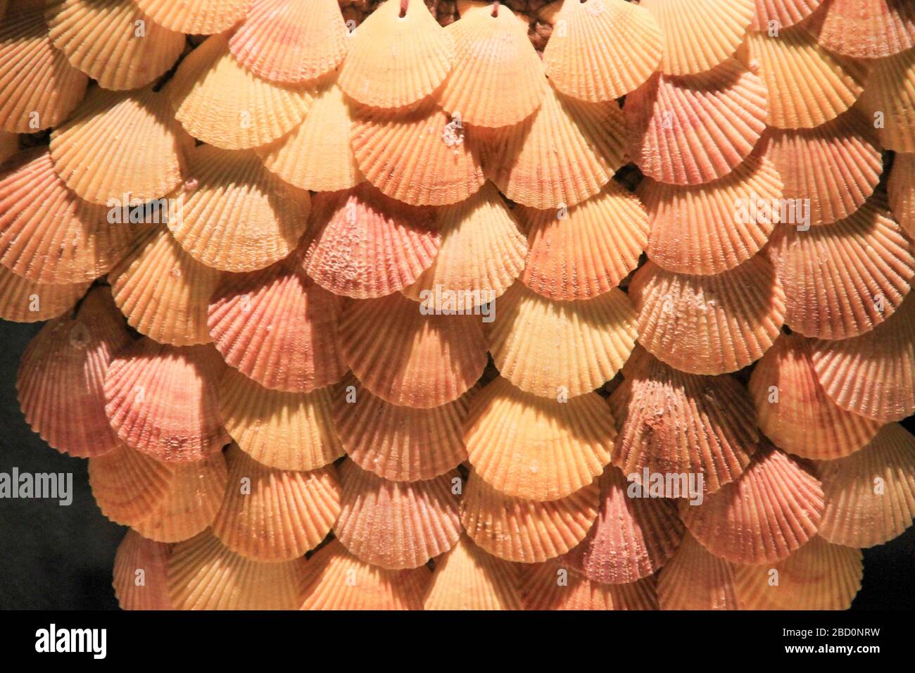 Orange shells hi-res stock photography and images - Alamy