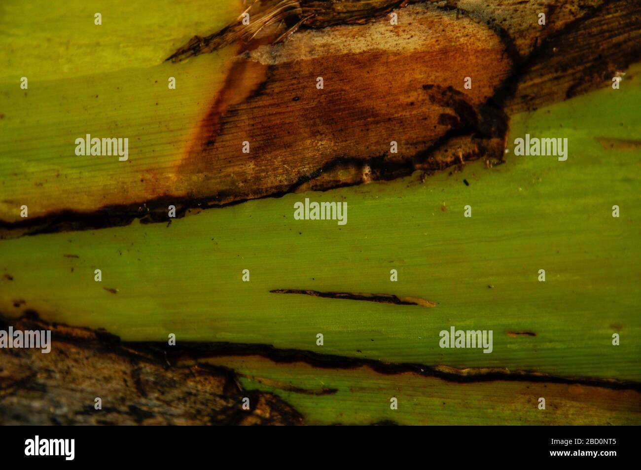 Banana tree trunk hi-res stock photography and images - Alamy