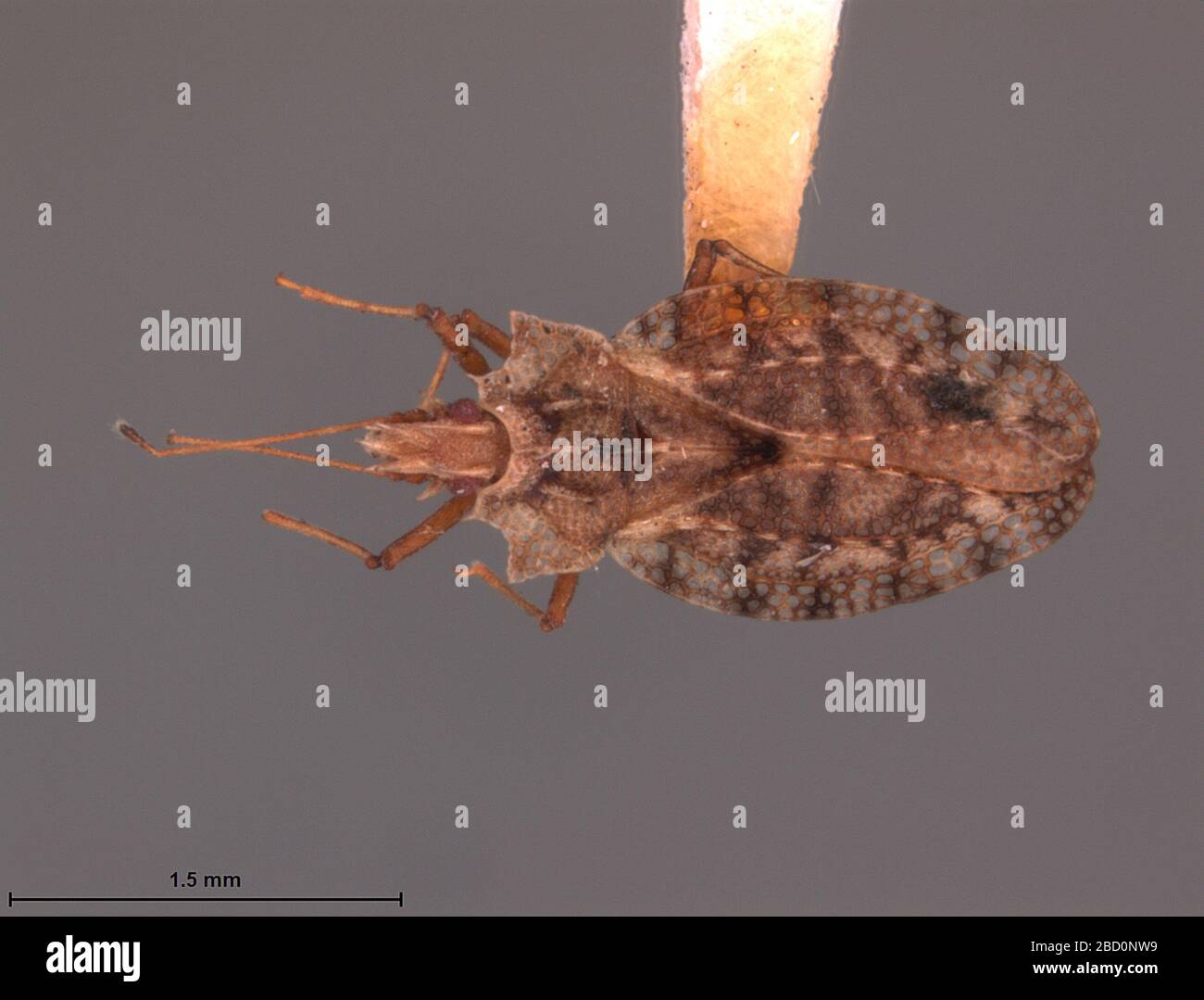 Phatnoma ecuadoris. Intercept, N.York, 3-24-36HOLOTYPE, By C.J.Drake ...
