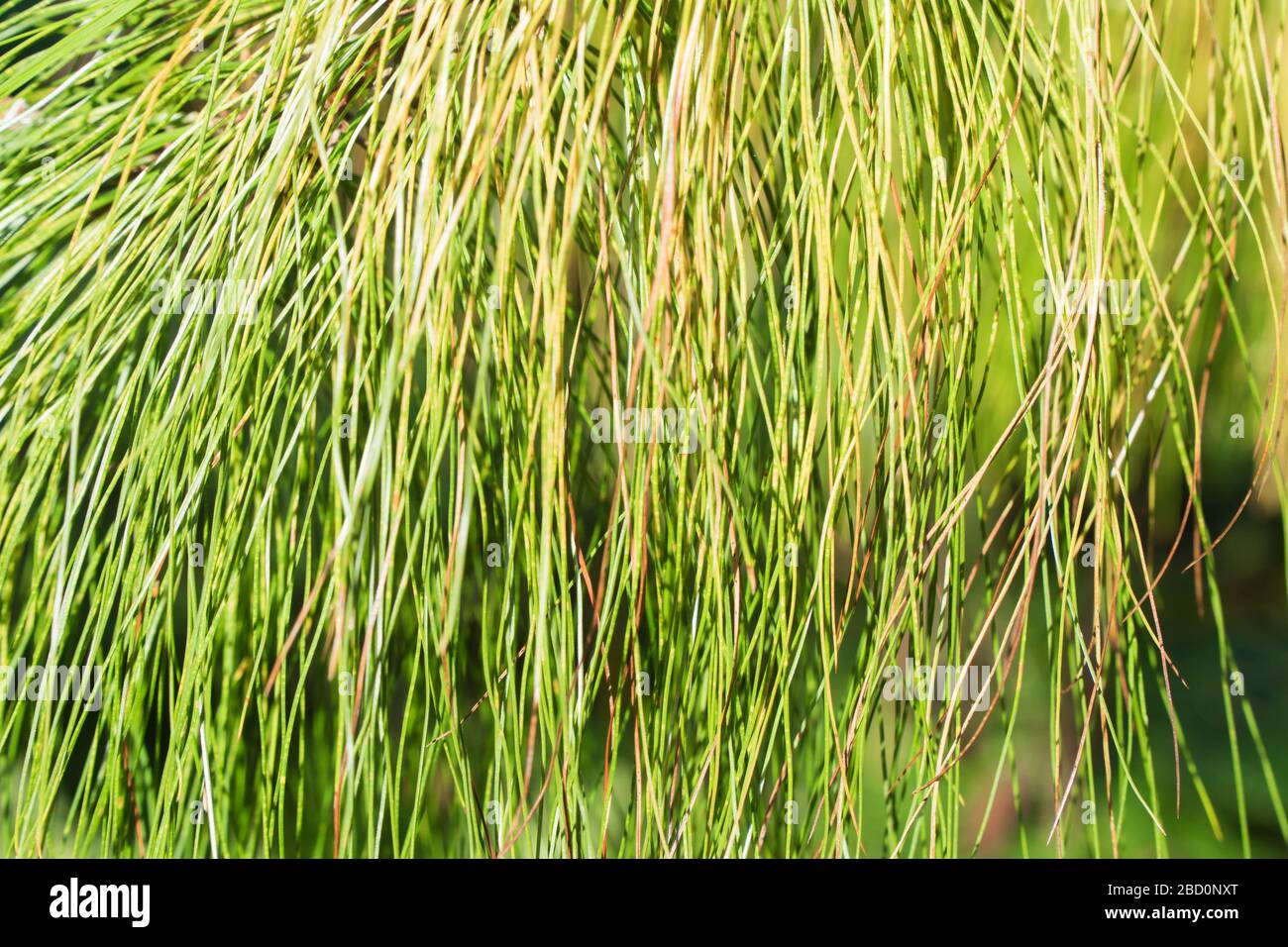 Evergreen tree with drooping branches hi-res stock photography and ...