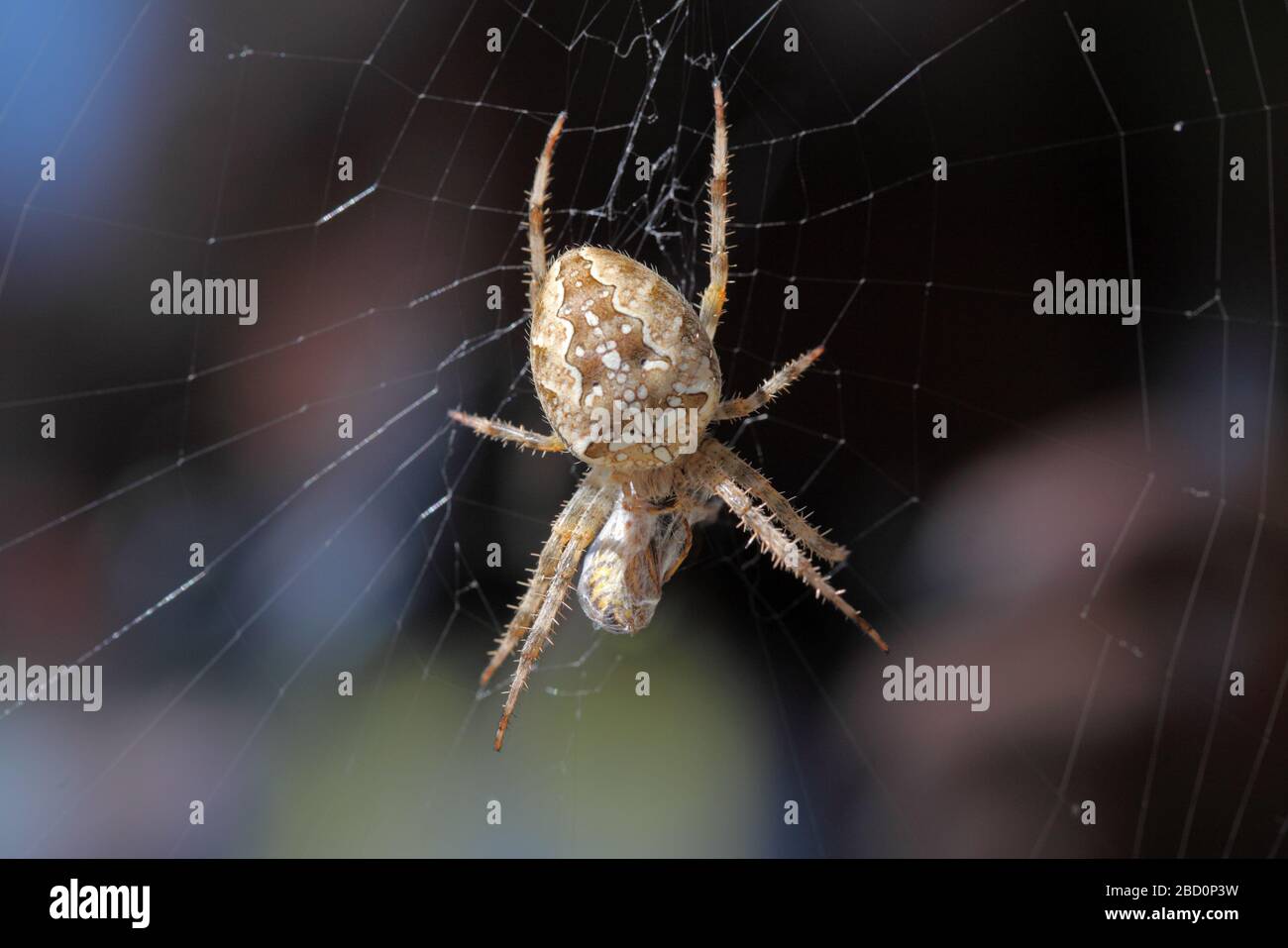 Spider - Araneus diadematus Stock Photo - Alamy