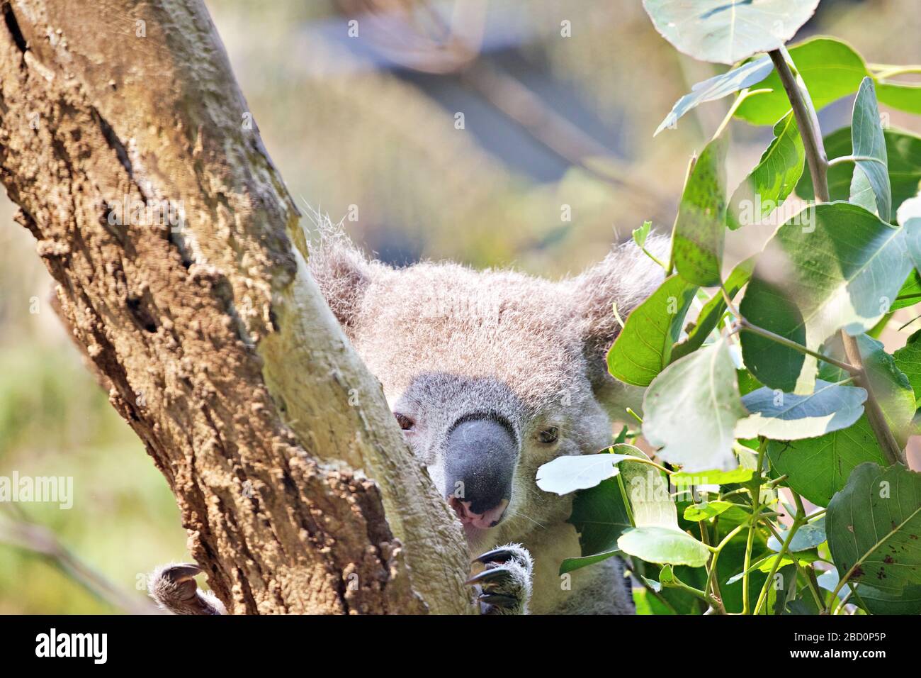 Koala in eucalyptus tree Stock Photo - Alamy