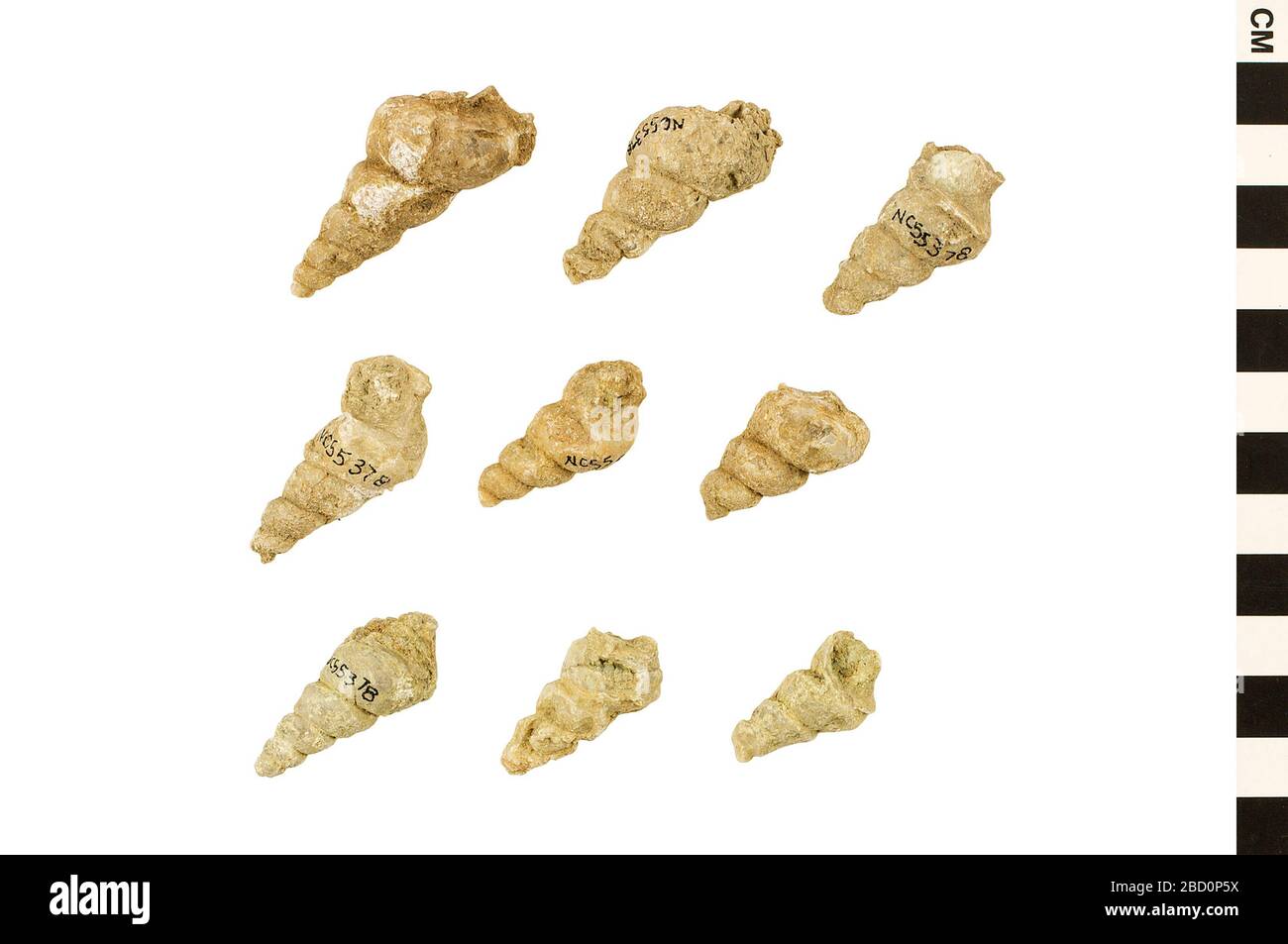 Fossil Snail Gastropod Gastropod. This object is part of the Education ...
