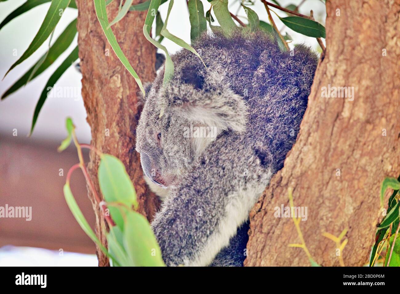 Koala in eucalyptus tree Stock Photo - Alamy