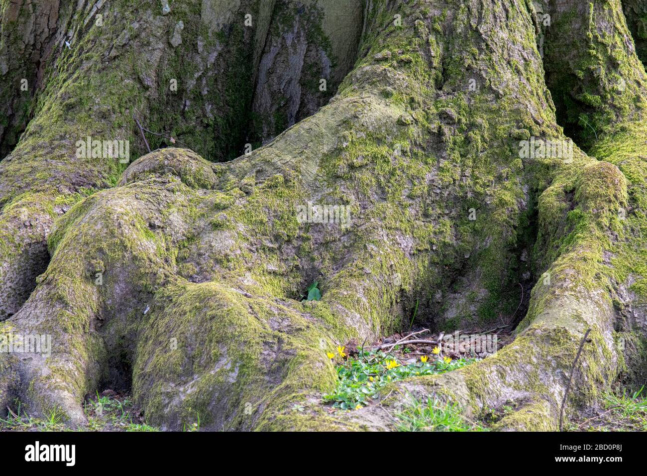 Close Up Roots Of A Tree Stock Photo - Alamy
