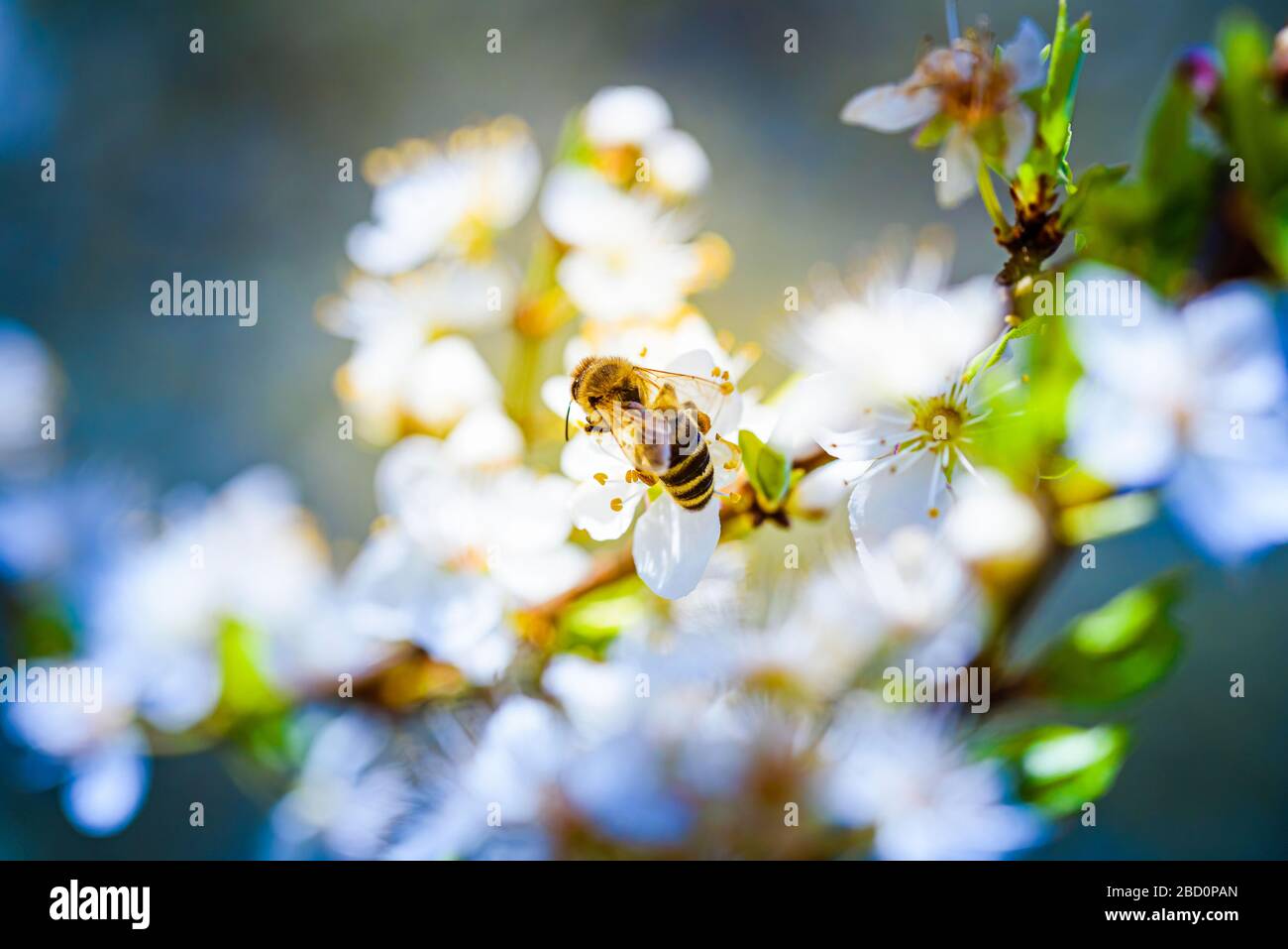Close-up photo of a Honey Bee gathering nectar and spreading pollen on ...
