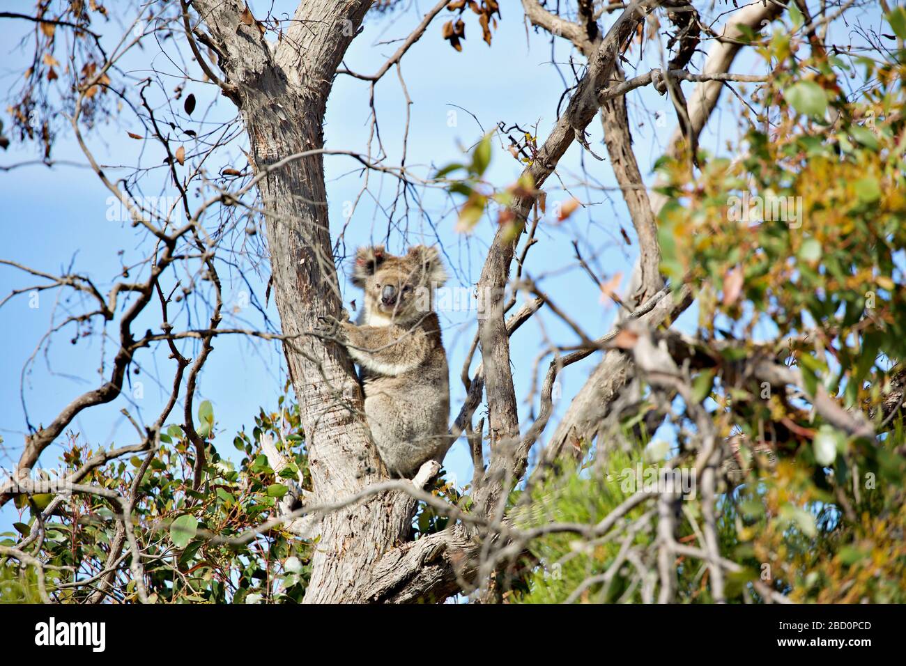 Koala in eucalyptus tree Stock Photo - Alamy