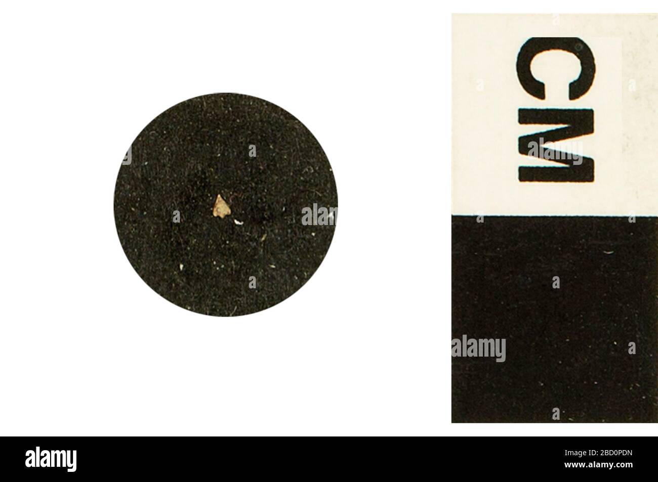 Foraminifera fossil hi-res stock photography and images - Alamy