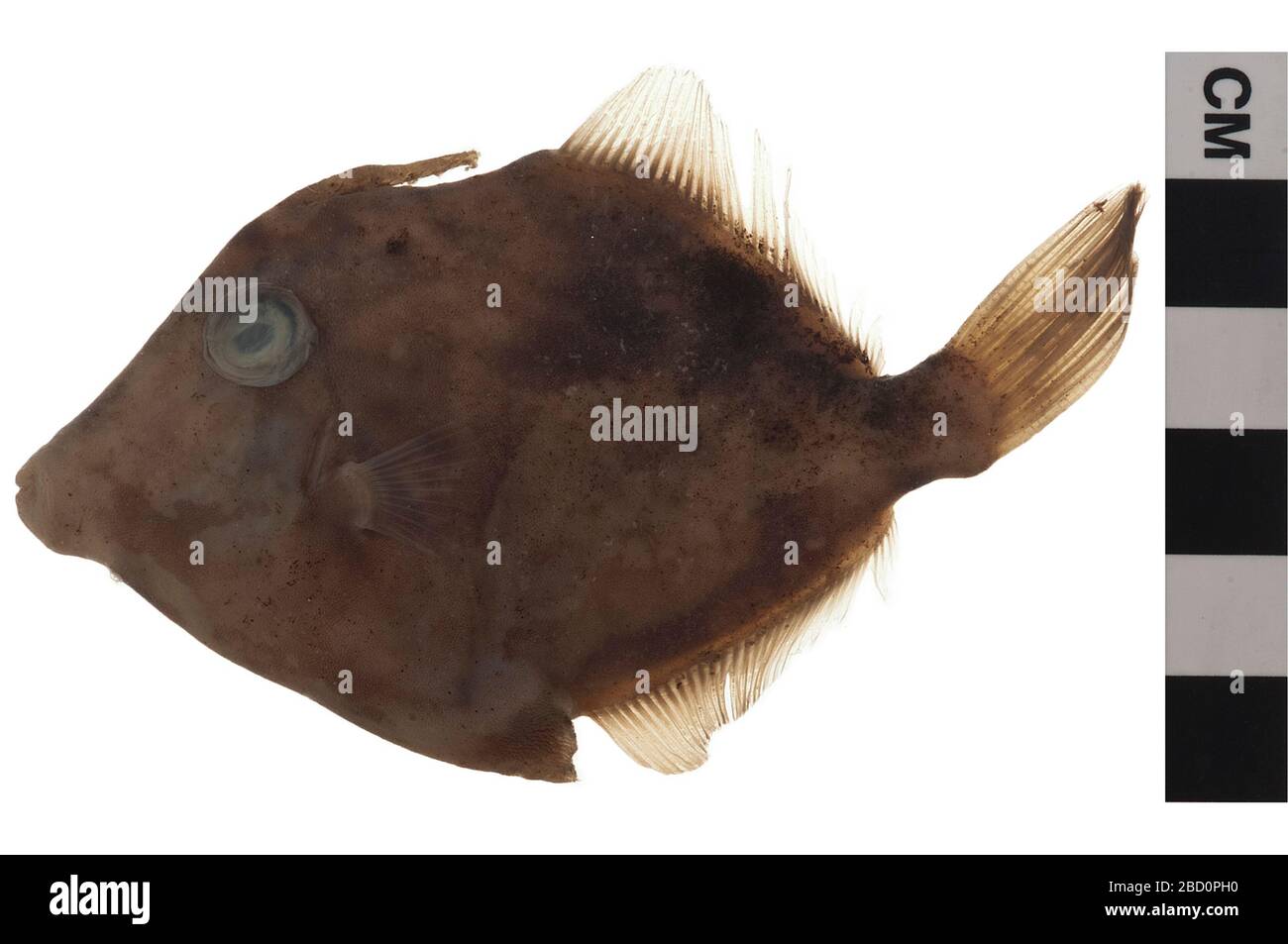 Planehead Filefish Triggerfish. EO 400392 Triggerfish Stephanolepis ...