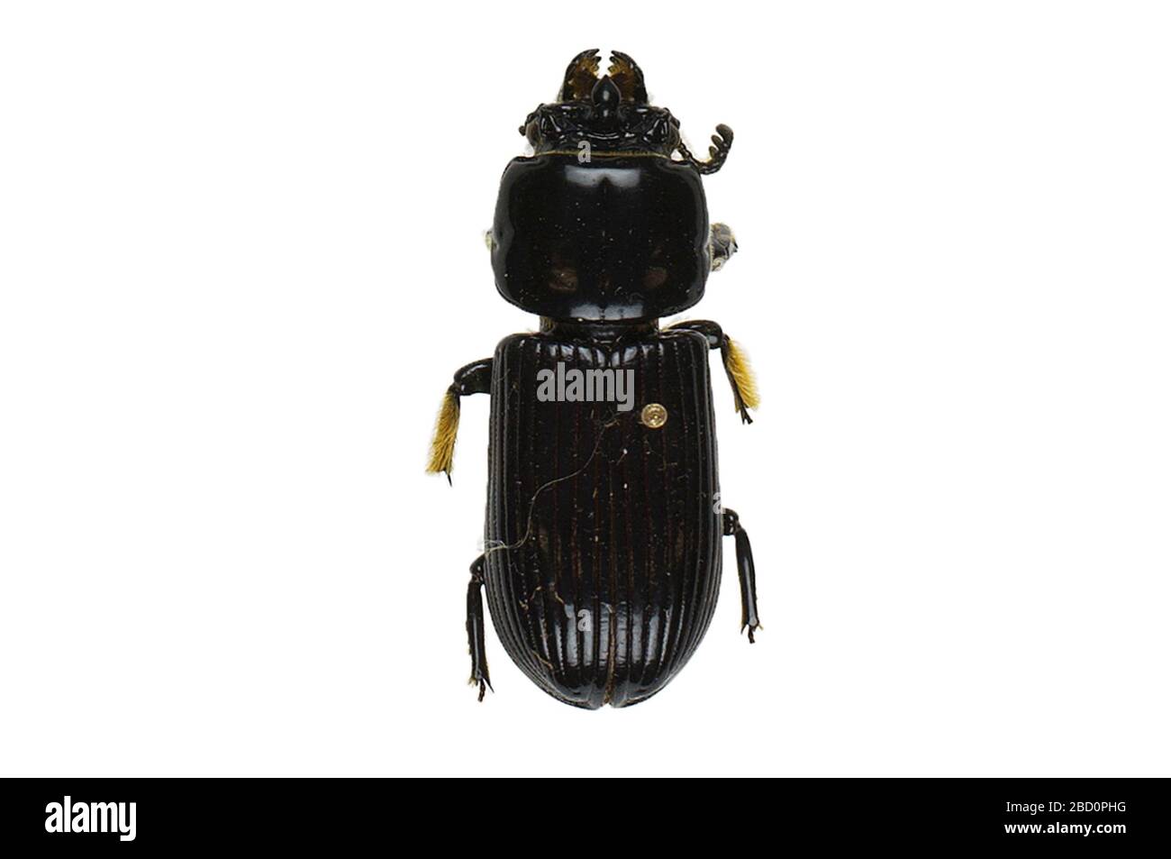 Eastern Bess Beetle Horned Passalus Eastern Bess Beetle Horned Passalus ...