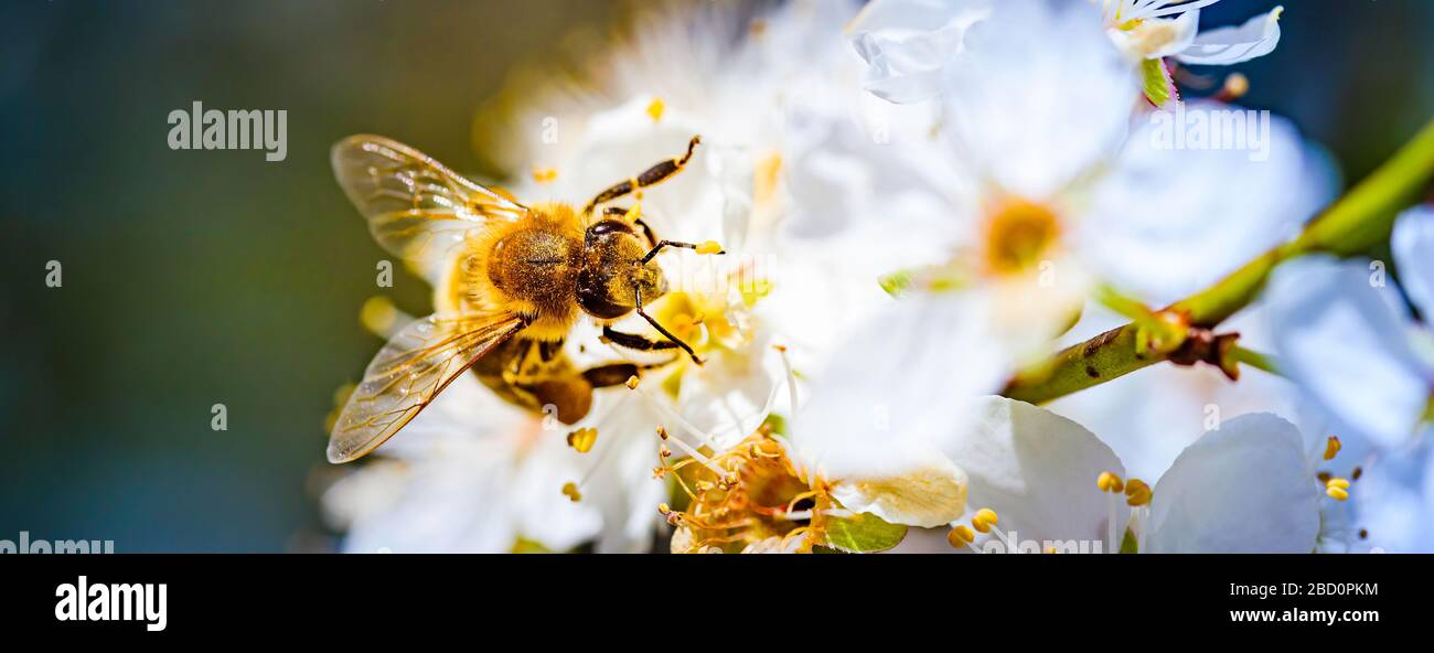 Close-up photo of a Honey Bee gathering nectar and spreading pollen on ...