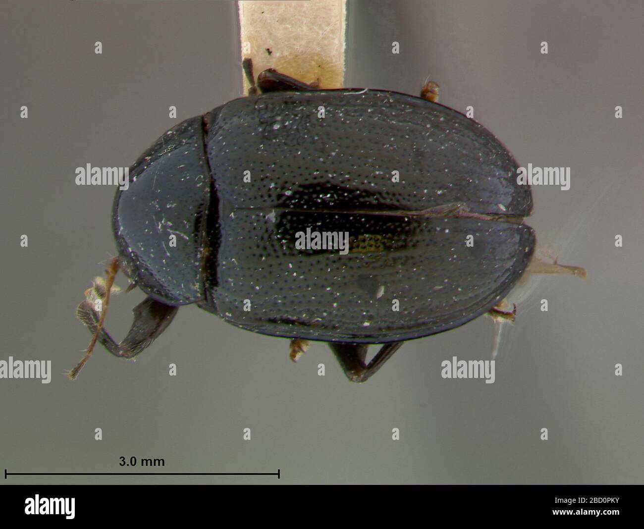 Colaspoides bakeri. 2 Mar 20171 Colaspoides bakeri Stock Photo - Alamy