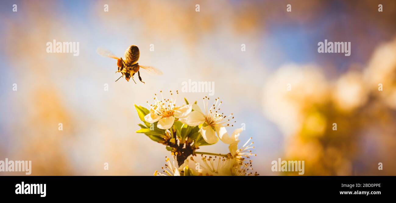 Close-up photo of a Honey Bee gathering nectar and spreading pollen on ...