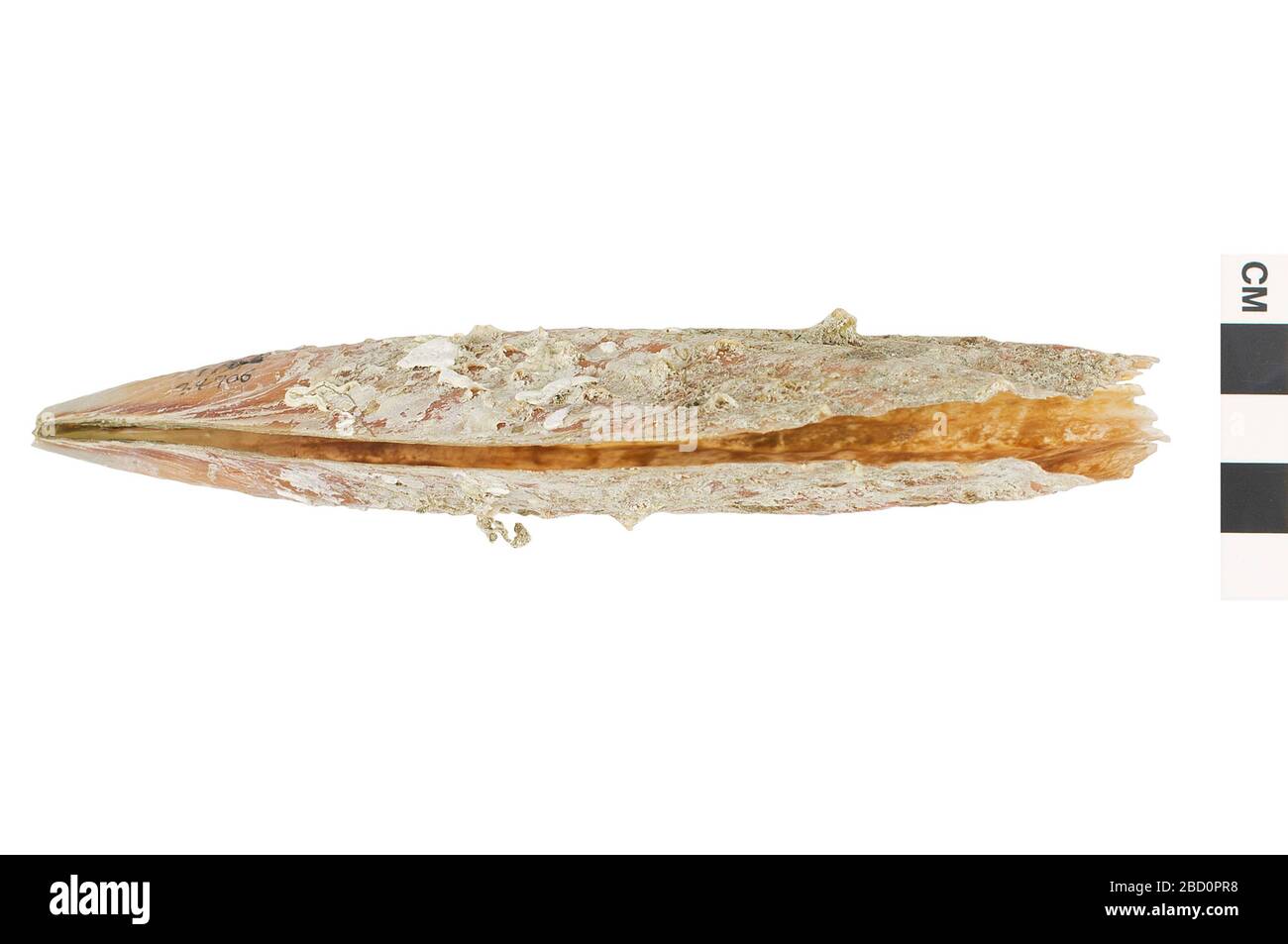 Amber Pen Shell High Resolution Stock Photography and Images - Alamy