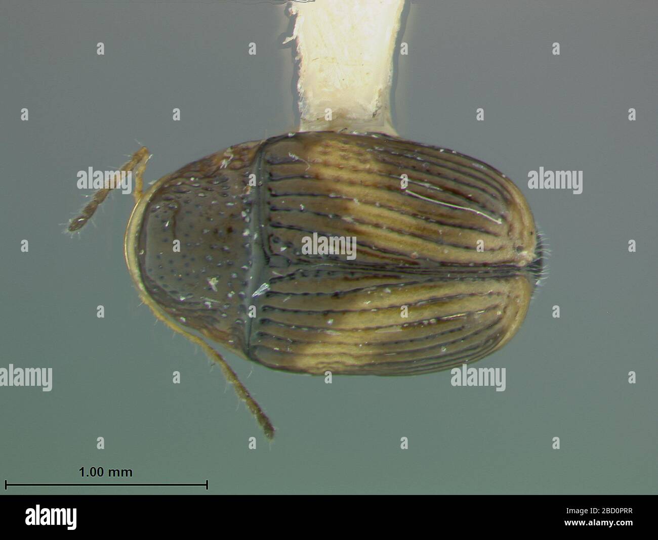 Pac 2 hi-res stock photography and images - Alamy