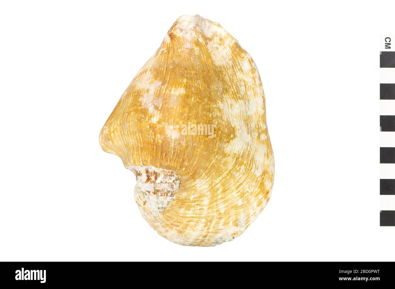 Widest pacific conch hi-res stock photography and images - Alamy