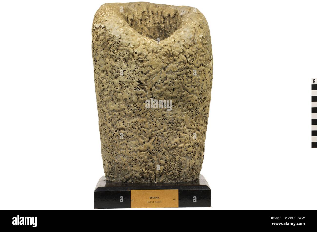 Loggerhead sponge hi-res stock photography and images - Alamy