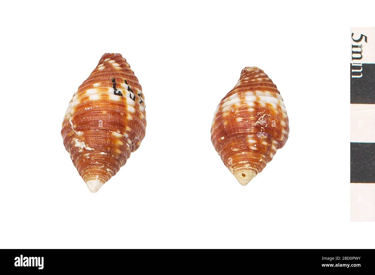 Mitre shell hi-res stock photography and images - Alamy