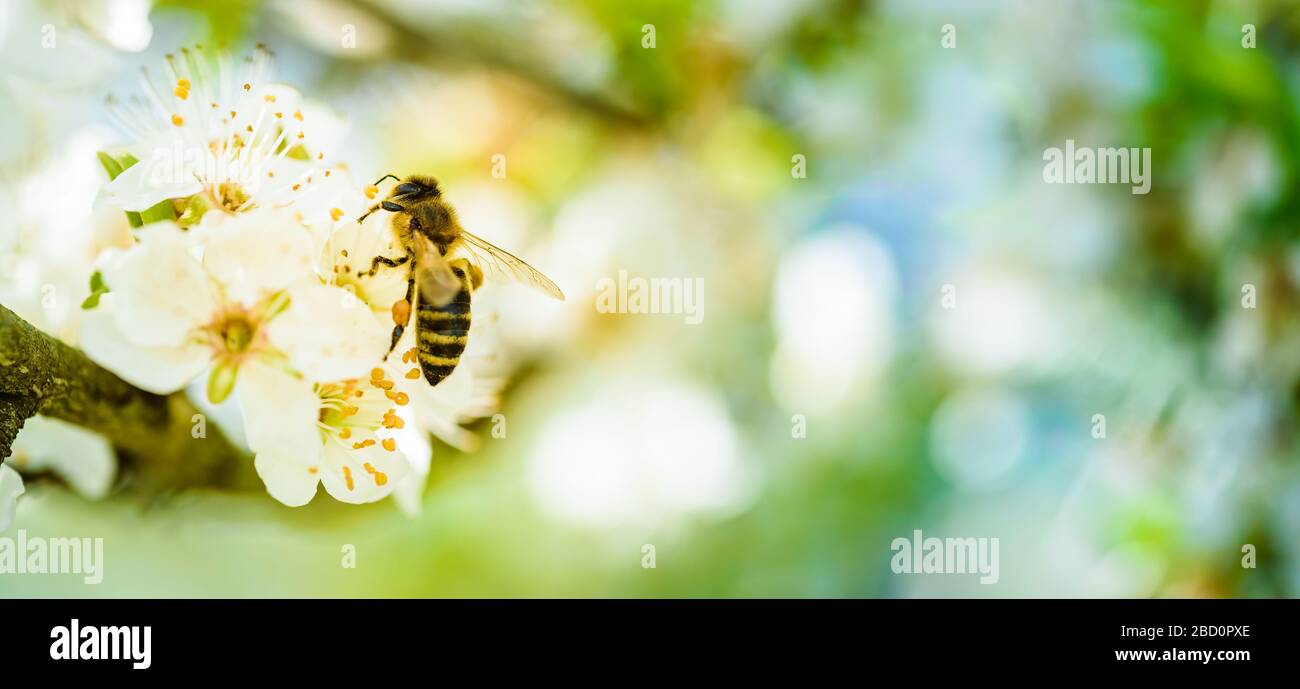Close-up photo of a Honey Bee gathering nectar and spreading pollen on ...