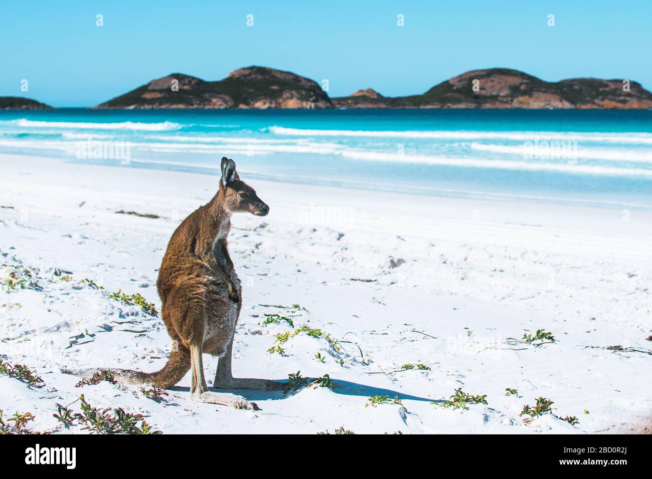 A friendly Kangaroo on an immaculate white sand beach in Esperance ...