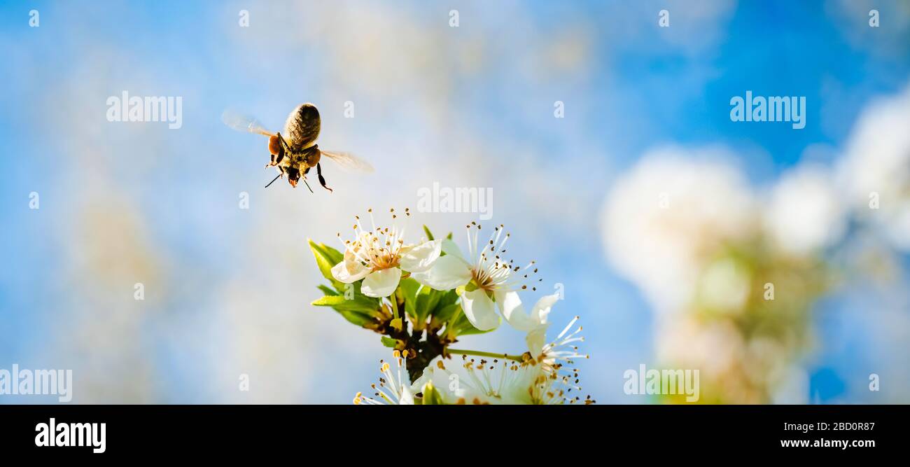 Close-up photo of a Honey Bee gathering nectar and spreading pollen on ...