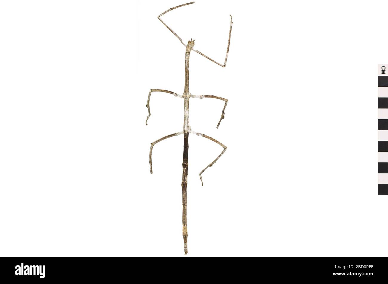 Phasmid hi-res stock photography and images - Alamy