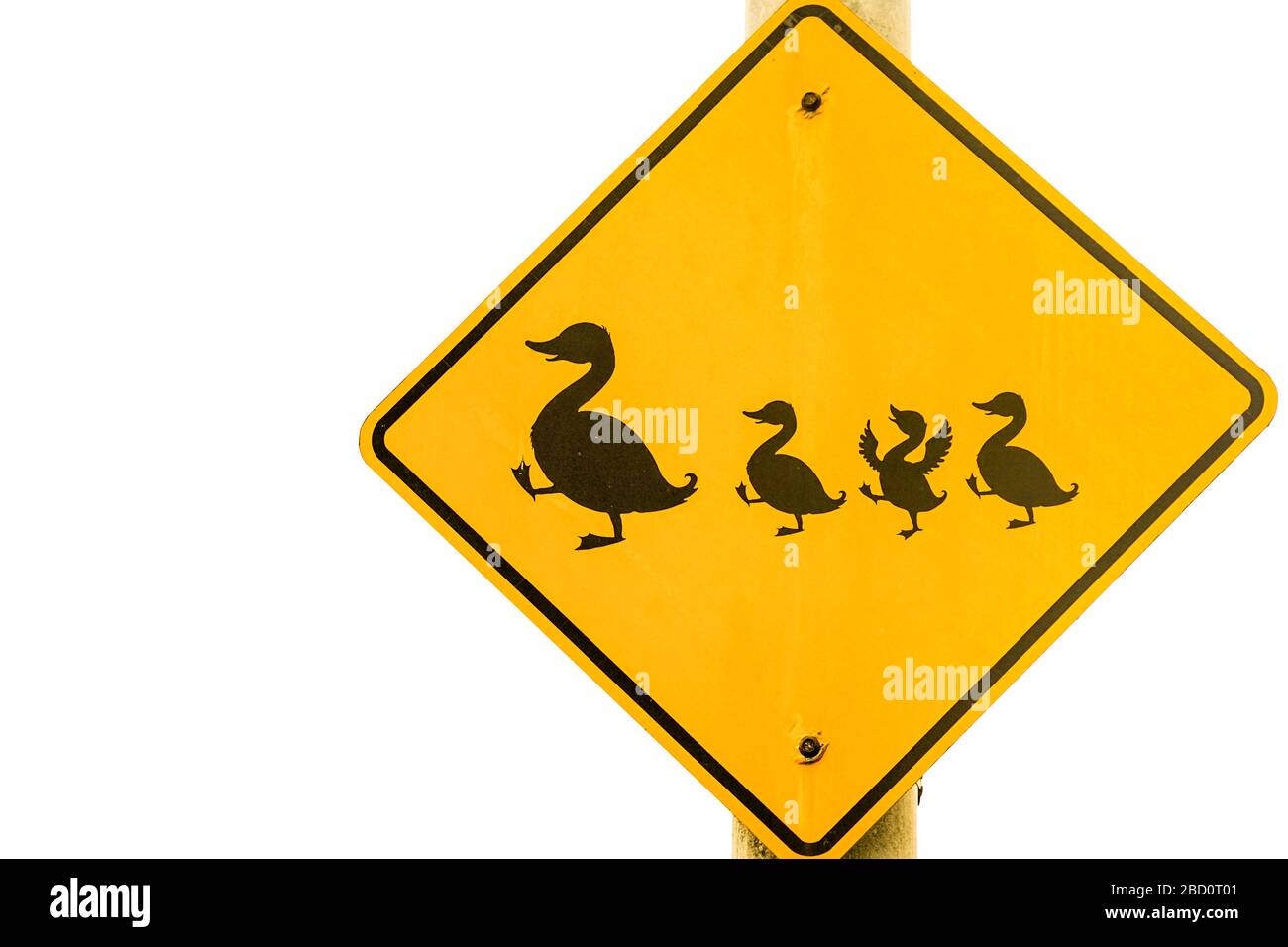 Traffic sign Duck crossing with a duck family and a happy duckling ...