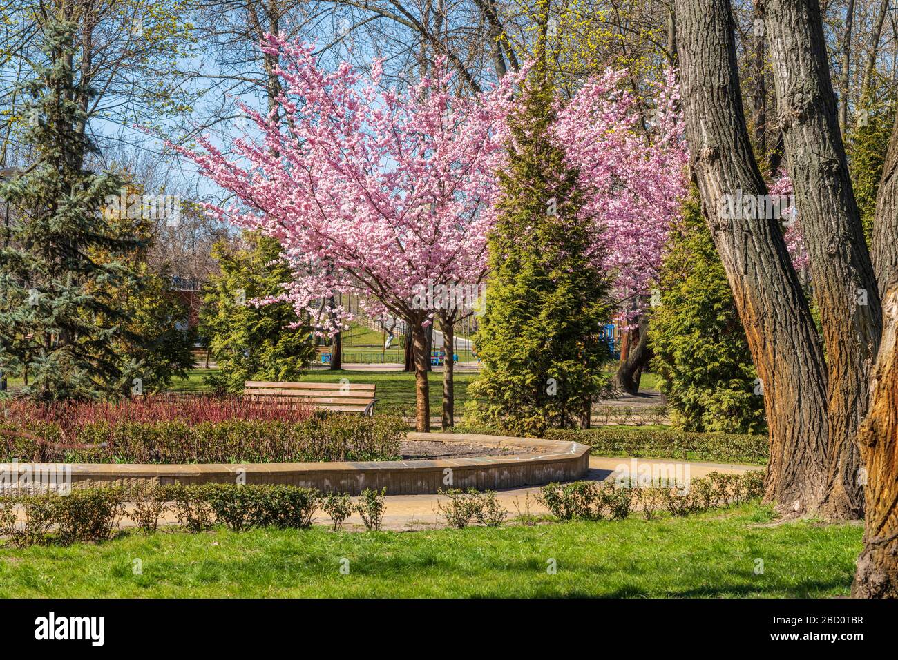 Blooming sakura in a landscape park Stock Photo - Alamy