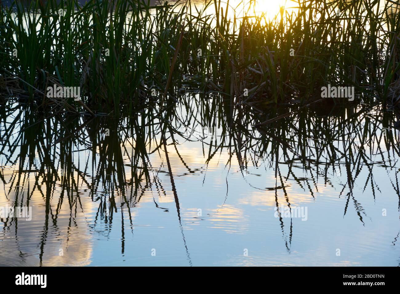 Reed bed at sunset hi-res stock photography and images - Alamy