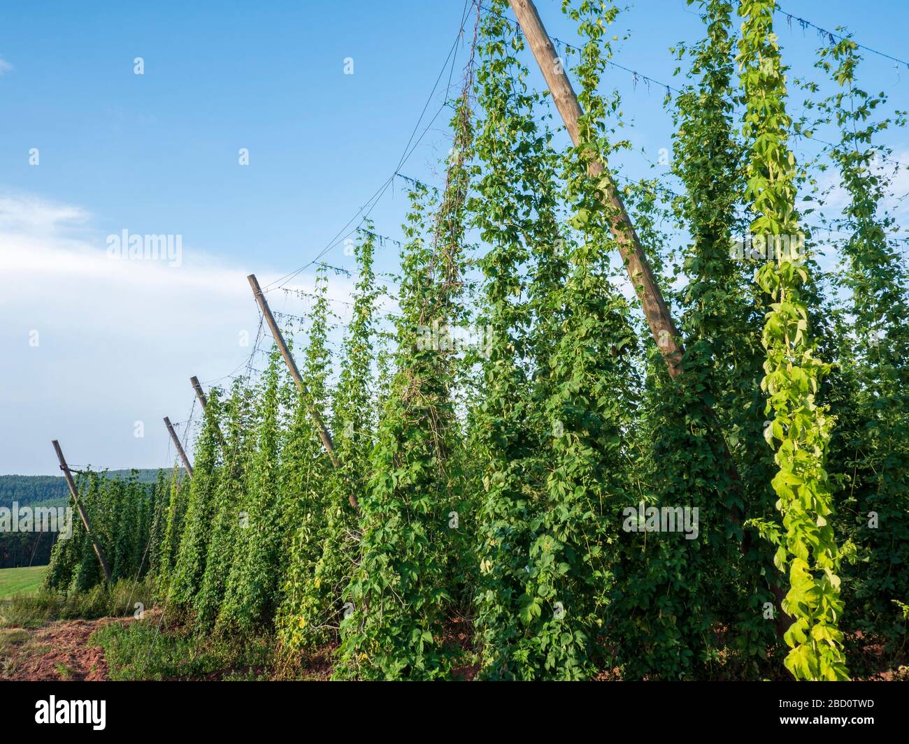 Hopfenfeld, Spalter Hügelland, Franken, Bayern, Deutschland Stock Photo ...