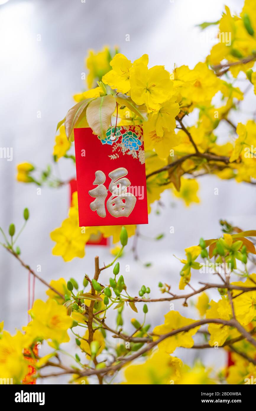 Lucky money hanging at apricot blossom tree, symbol of luck Stock Photo ...