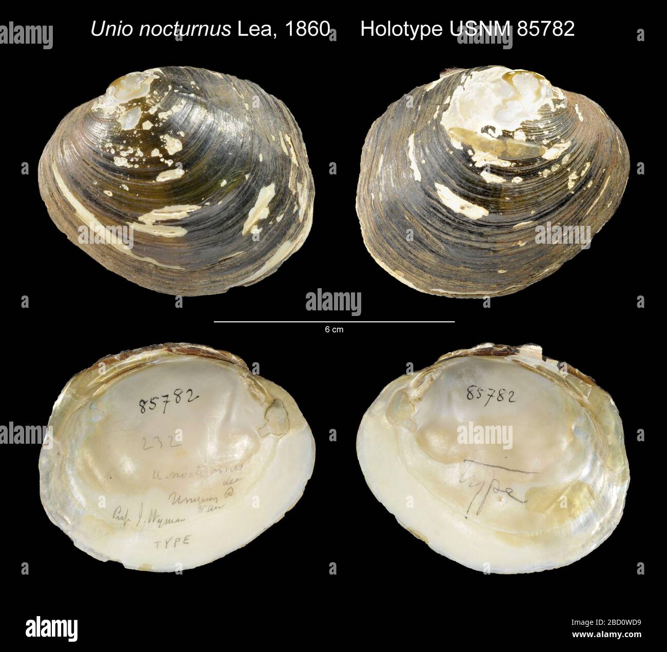 Nocturnus hi-res stock photography and images - Alamy