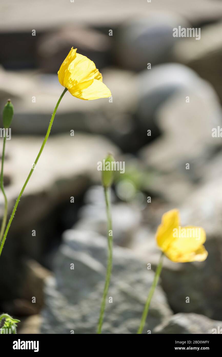 Yellow Poppies, Stylophorum, celandine poppy, woods poppy Stock Photo ...