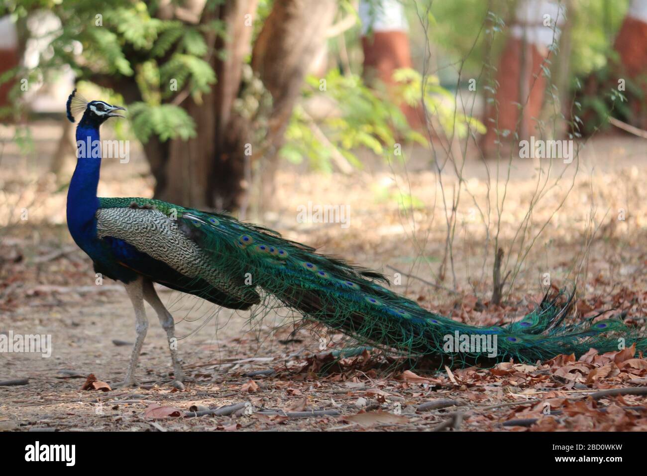 Beautiful Peacock Best Photos captured in camera Stock Photo - Alamy