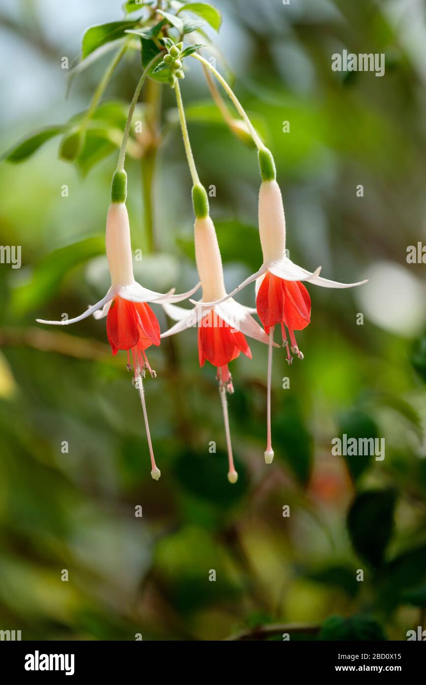 Fuchsia flowering plants, Northumberland, UK Stock Photo - Alamy