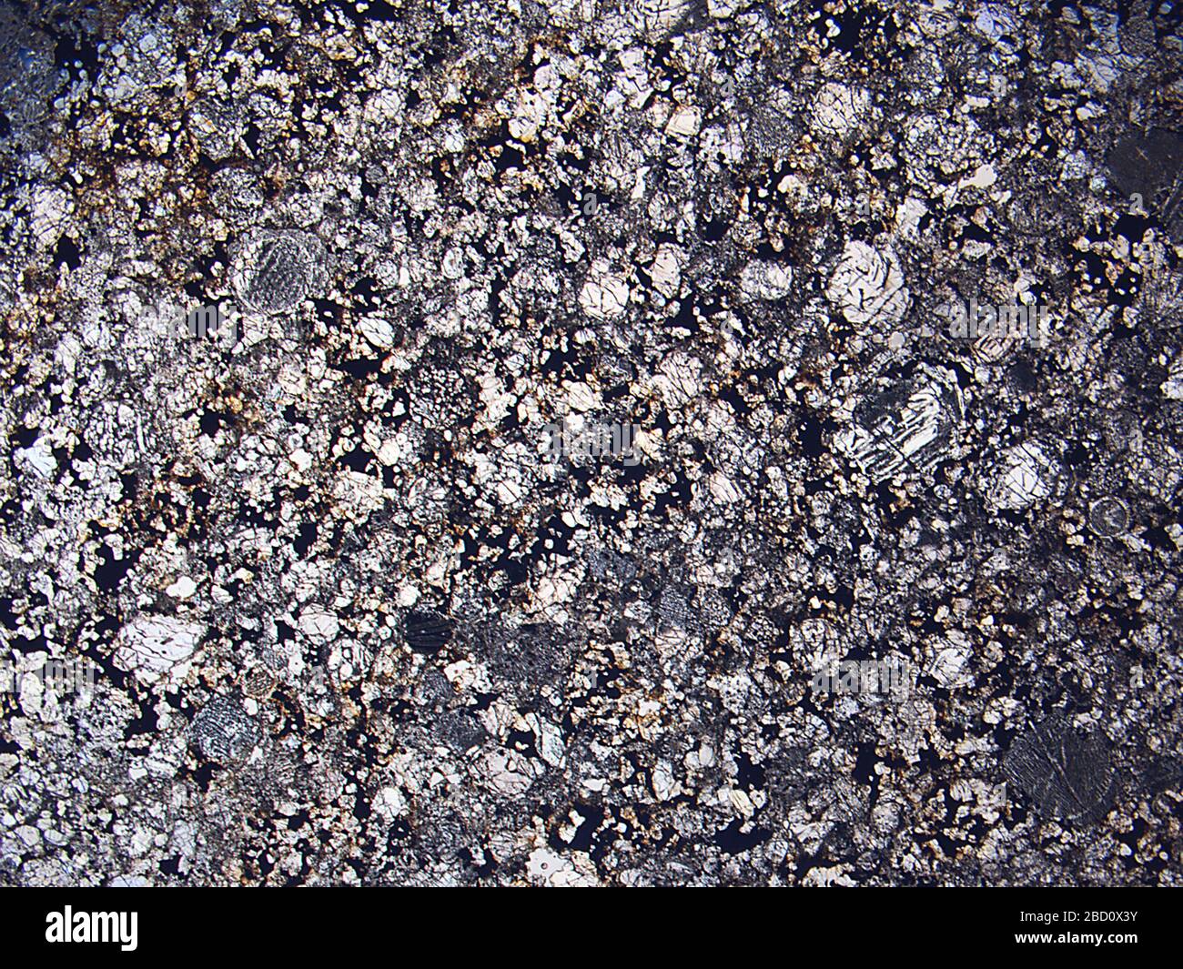 Zebrak hi-res stock photography and images - Alamy