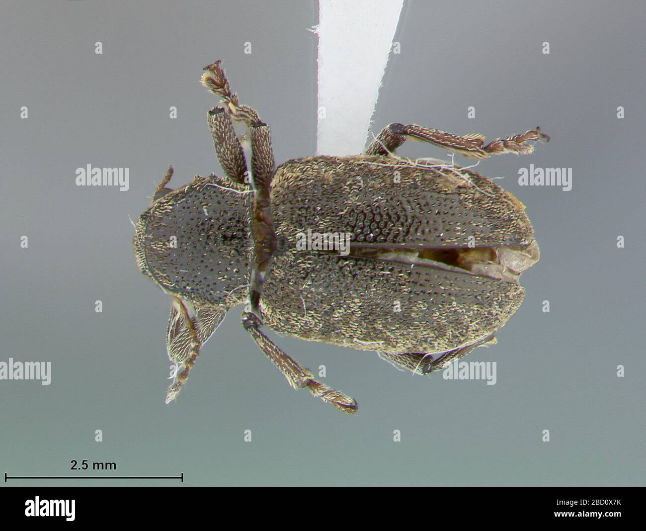 Myochrous barbadensis. Label: sta 198 dissection glued to point2 Mar ...