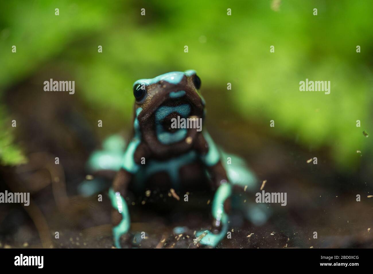 Green and Black Poison Frog. Species: azureus,Genus: Dendrobates,Family ...