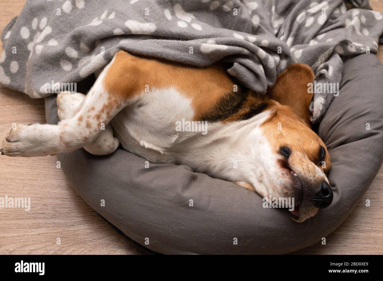Picture of cute lazy beagle puppy lying on his pillow inside the ...