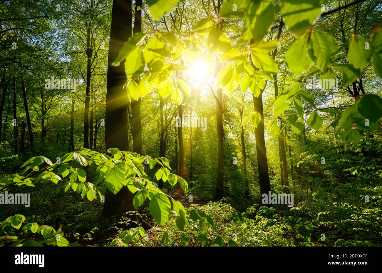 Beautiful green forest scenery: the sun and green branches framing the ...