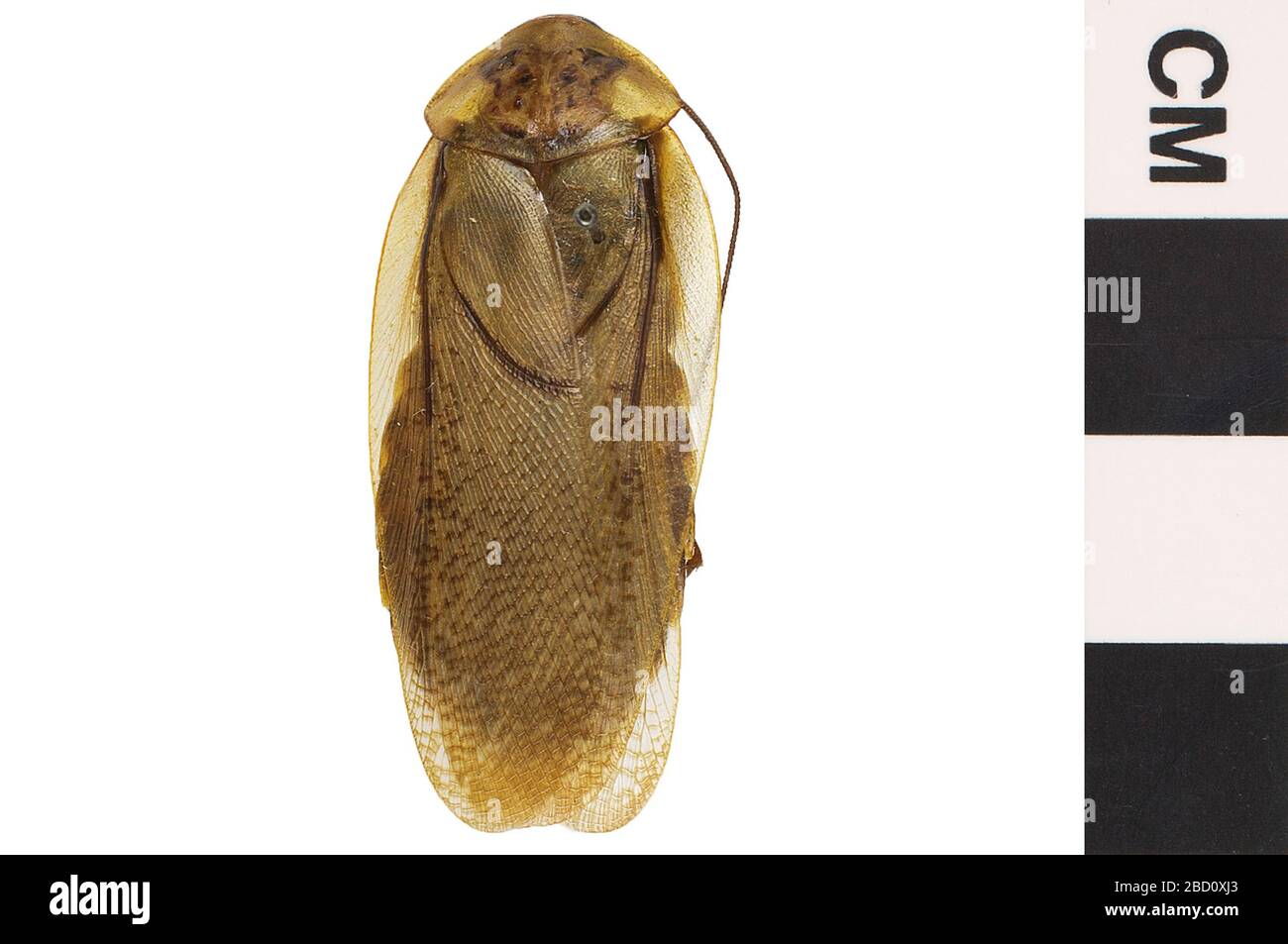Madeira cockroach hi-res stock photography and images - Alamy