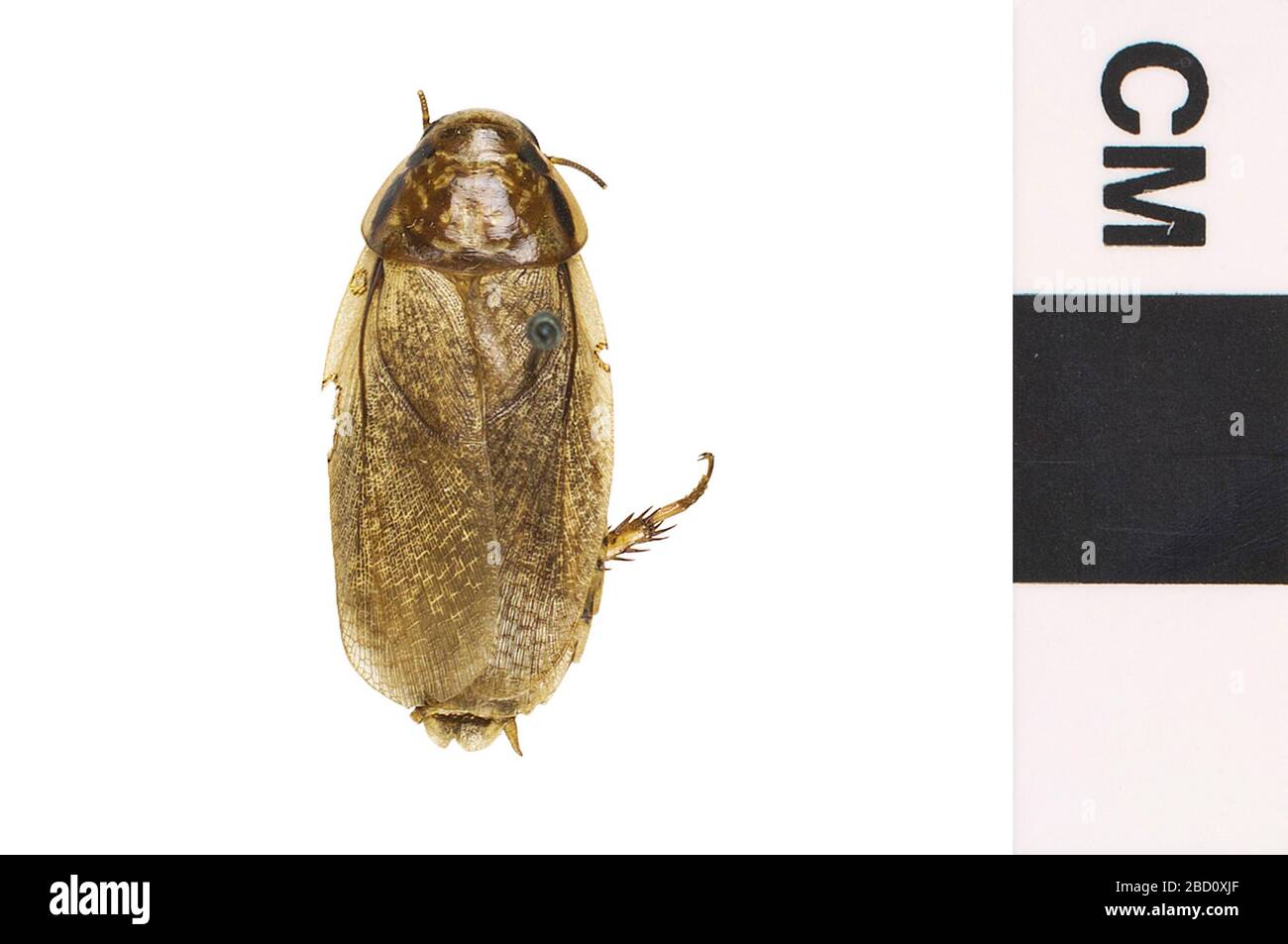 Speckled cockroach hi-res stock photography and images - Alamy