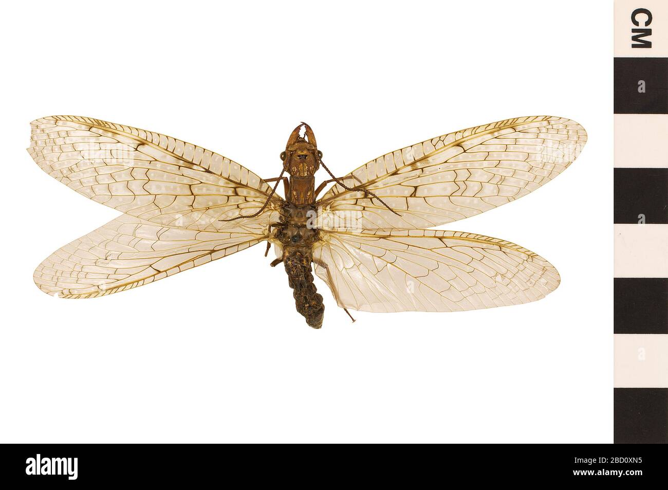 Dobsonfly hi-res stock photography and images - Alamy