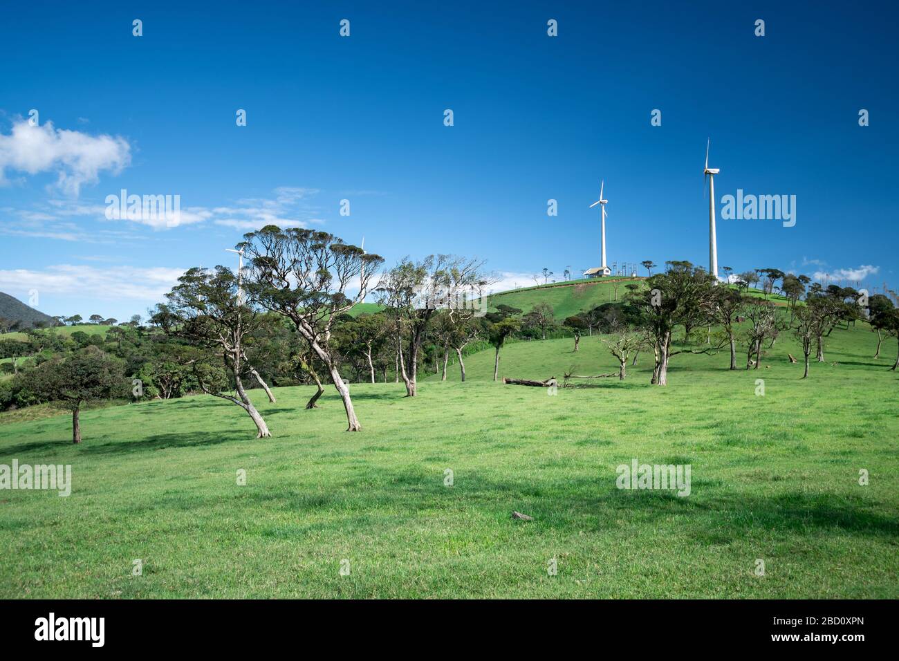 Nuwara eliya ambewela farm hi-res stock photography and images - Alamy
