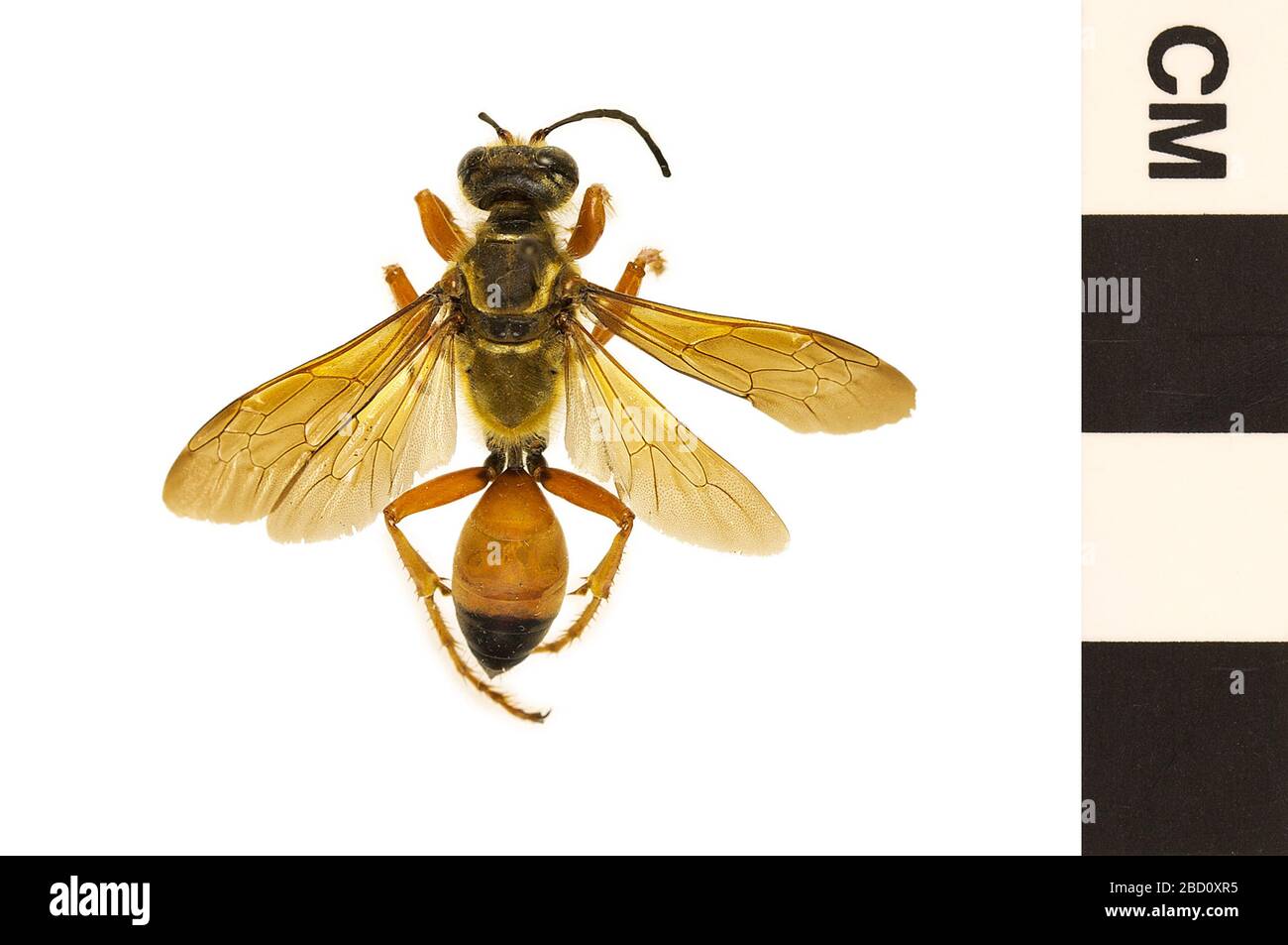Great Golden Digger Wasp. EO 022146 Sphecid Wasp Sphex ichneumoneus 001 ...