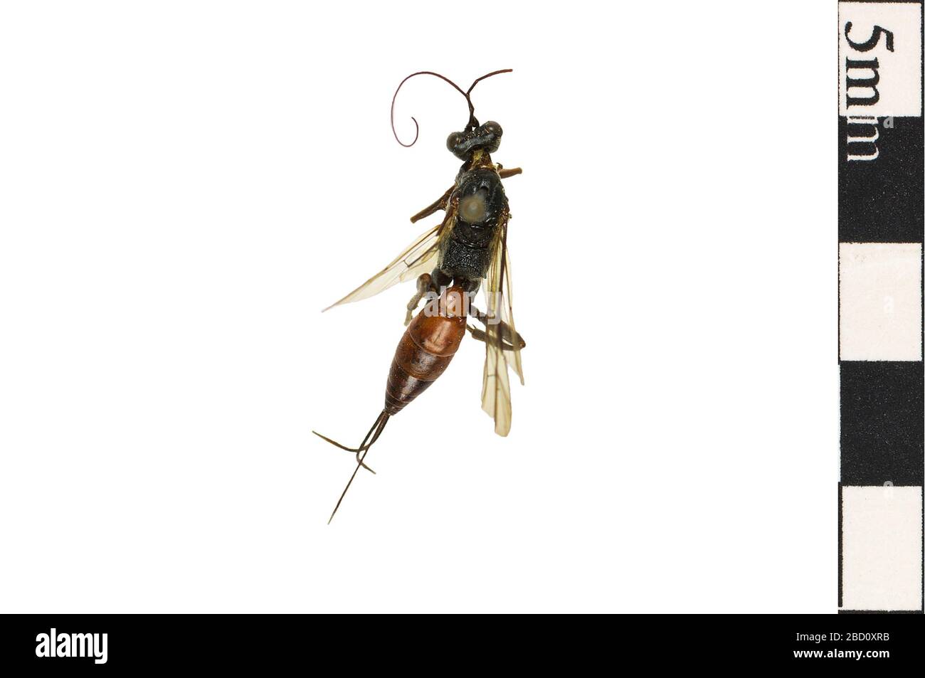 Ichneumonid Wasp. EO 021932 Ichneumon Cryptus albitarsis 001.jpg Stock ...